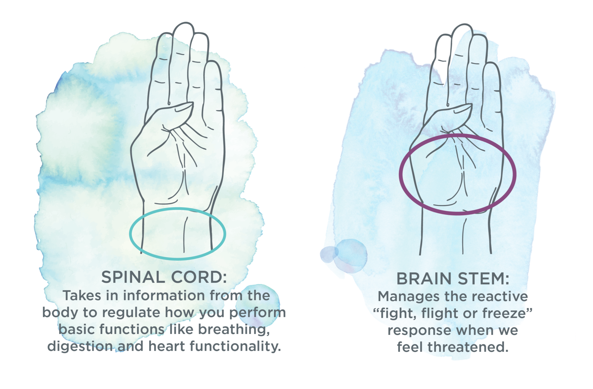 A Parent’s Guide to Emotional Regulation Using the Hand Model of the ...