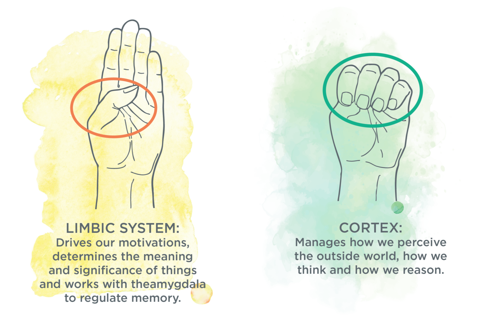A Parent’s Guide to Emotional Regulation Using the Hand Model of the ...